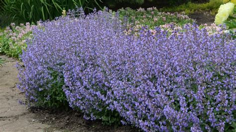 Hardy Plants For Full Sun