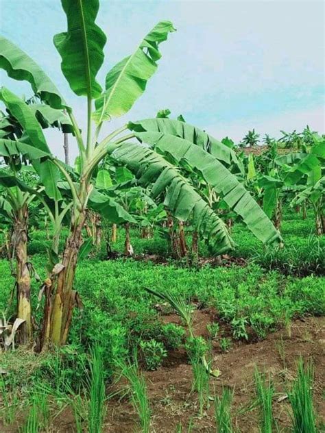 Surili Global Industries