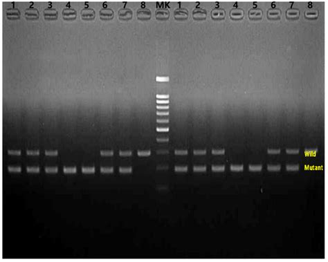Mouse Genotyping 주 바이오디