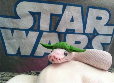 Cute Ball Python With Hat