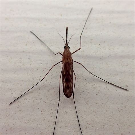 Common Malaria Mosquito Anopheles Quadrimaculatus Say