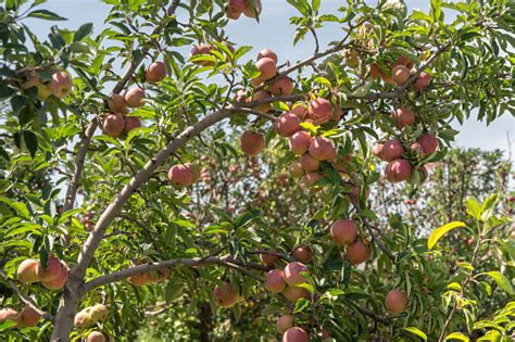 빨간 사과의 풍성한 수확은 사과 나무의 가지를 구부립니다 계절에 대한 스톡 사진 및 기타 이미지 계절 과수원 과일 Istock