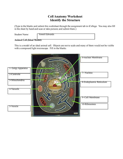 Cell Anatomy Worksheet Cell Anatomy Worksheet Identify The Structure