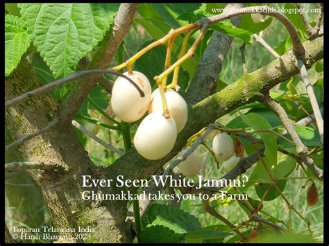 Ghumakkad Harsh White Jamun