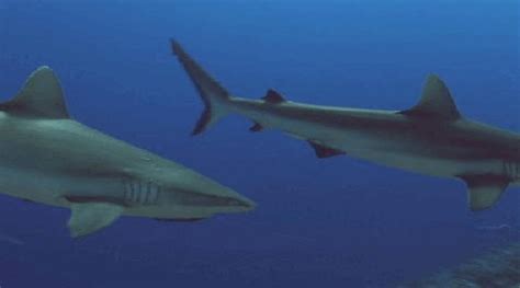 Github Hyeonho99video Motion Customization Vmc Video Motion