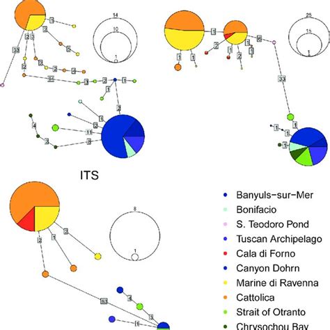 Statistical Parsimony Haplotype Networks Of Coi 16s And Its Markers In