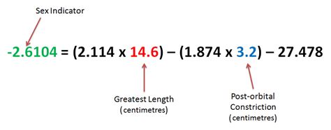 Red Fox Sexing Wildlife Online