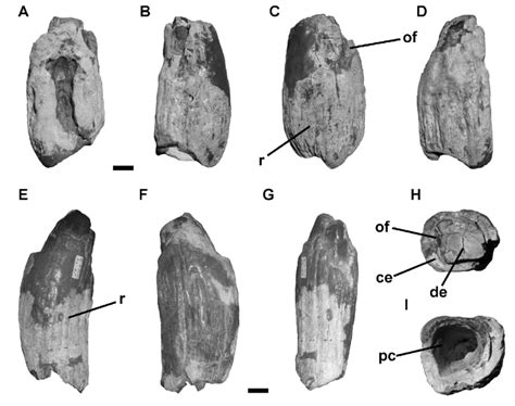 Livyatan Teeth Facts About Leviathan The Giant Prehistoric Whale