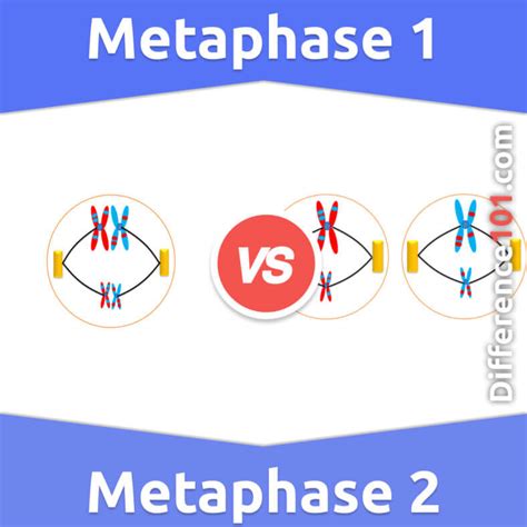 Metaphase 1 Vs Metaphase 2 9 Key Differences Pros And Cons Similarities Difference 101