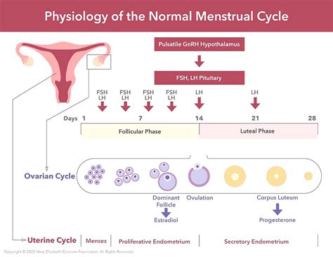 Acog Algorithm For Diagnosing Female Sexual Dysfunction Store