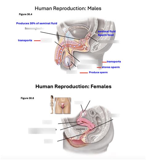 Bisc 110 Final Exam Diagram Quizlet