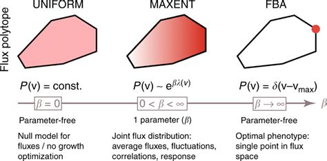 Stoichiometric And Thermodynamic Constraints Define A High Dimensional Download Scientific