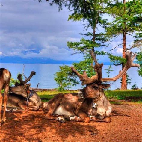 Хөвсгөл цаа буга