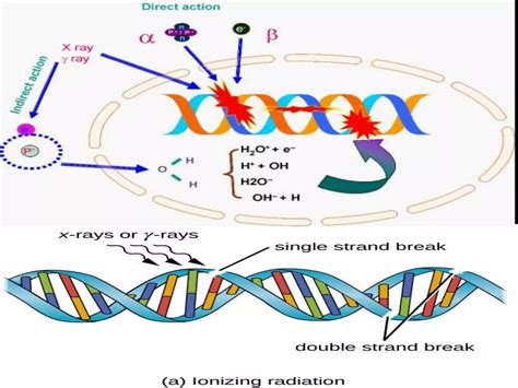 Mutation Its Types PPT Chemistry Science