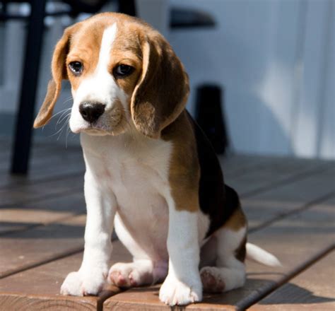 Download Sad Beagle Dog Puppy Wallpaper