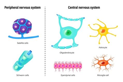 Astrocytes Oligodendrocytes Microglia Ependymal Cells Schwann Cells Satellite Cells Over 14