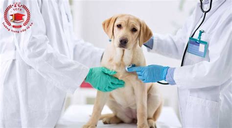 Tuy N Sinh Trung C P Ngh Th Y