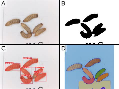 Image Illustrating The Possible Outputs From Detection And Segmentation