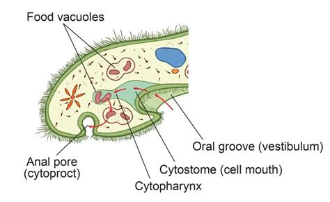 Well Labelled Diagram Of Paramecium Caudatum Micronucleus Stock