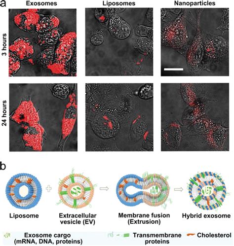 A Confocal Microscopic Images Showing The Time‐dependent Accumulation Download Scientific