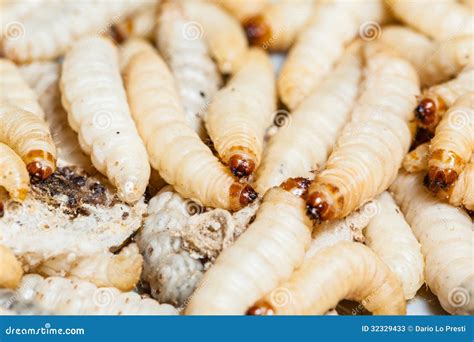 Czerwie obraz stock. Obraz złożonej z pluskwa, insekty - 32329433