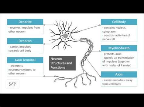 Psychology Dendrite Function Sakipolice