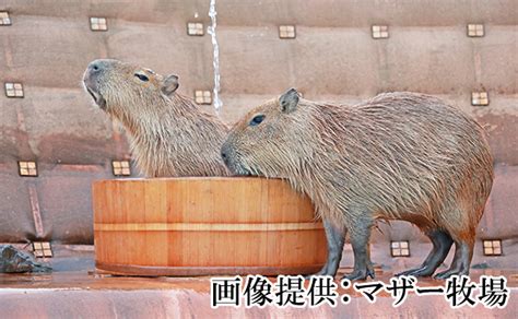マザー牧場 2月イベントのご案内 千葉（九十九里・房総半島）のリゾートホテル【ホテル一宮シーサイドオーツカ】