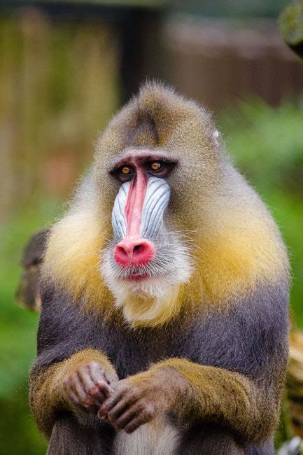 Mandrill Facts Pictures Video Learn All About The Biggest Monkey In