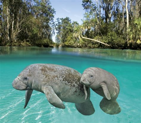Manatee Magic Experience The Best Of Crystal River With Tips For