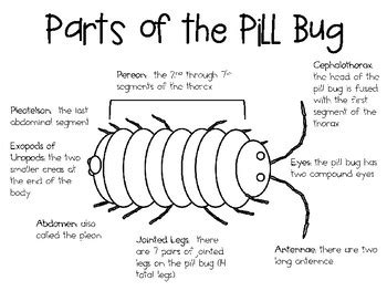 Pillbug Diagram