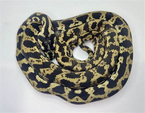 Het Snow Carpet Python Female The Snake Pit