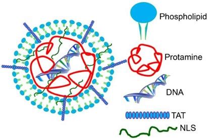 Lipid Nanoparticles For Ocular Drug Delivery BOC Sciences