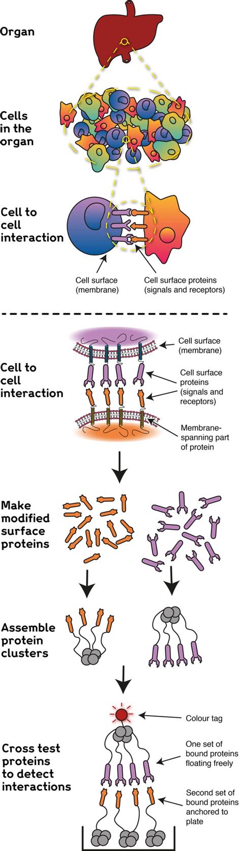 Unlocking Surface Proteins Wellcome Sanger Institute Blog