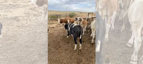 Бычки телки купить в Магнитогорске Животные и зоотовары Авито