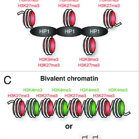 Chromatin States A Open Active Euchromatin Is Characterized By