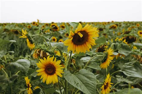 200 Sunflower Aesthetic Wallpapers