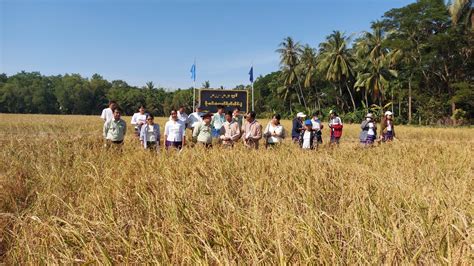 ဒေးဒရဲမြို့နယ် ချောင်းဖျားကျေးရွာ၌ မိုးစပါးစံကွက်ရိတ်သိမ်းပွဲ ကျင်းပ Information And Public