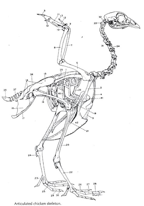 Bird Skeletal System Diagram Quizlet