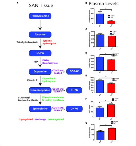 A Schematic Of Enzymes Involving Catecholamine Synthesis And Download Scientific Diagram