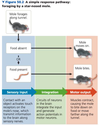 Ap Biology Chapter Sensory And Motor Mechanism Flashcards Quizlet