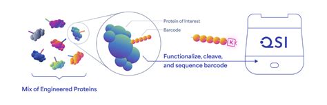Protein Barcodes And Next Generation Protein Sequencing™ Quantum Si
