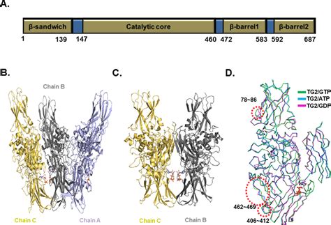 Figure 1 From Crystal Structure Of Transglutaminase 2 With Gtp Complex And Amino Acid Sequence