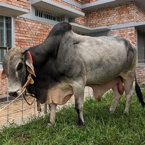 পাঠান বায়োমেন্ড অনলাইন গরুর হাট