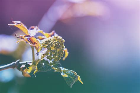 이른 봄에 꽃이 피는 엘더 베리 의 가지 자연 배경입니다 엘더베리 부시 0명에 대한 스톡 사진 및 기타 이미지 0명 가막살나무 개화기 Istock