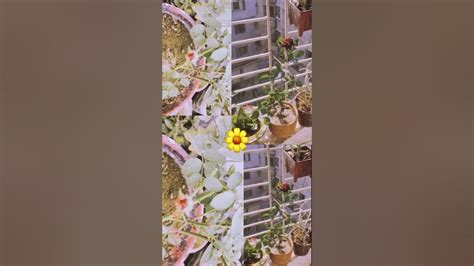 আমার বারান্দার গোলাপ গাছের ফুল। আর ছাদের ফুলগাছে কলি এসেছে 🥰🥰মাসাআল্লহ Flowers Love Youtube