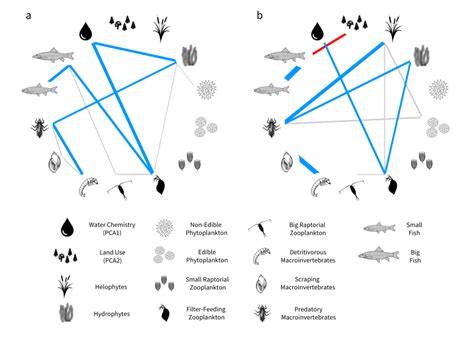 Undirected Partial Correlation Networks Inferred Using The Graphical
