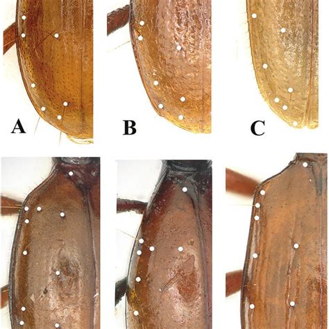 Male Genitalia A And C Median Lobe Lateral View B And D Apical Lobe Download Scientific