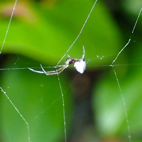 シロカネイソウロウグモ はなもく散歩