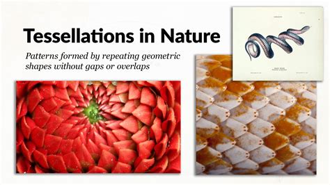 10 Patterns In Nature That Solve Design Problems