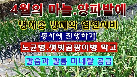 텃밭농부 1838 4월의 마늘과 양파밭에 병충해 방제와 엽면시비를 동시에 하는 방법 마늘재배 양파재배 Youtube